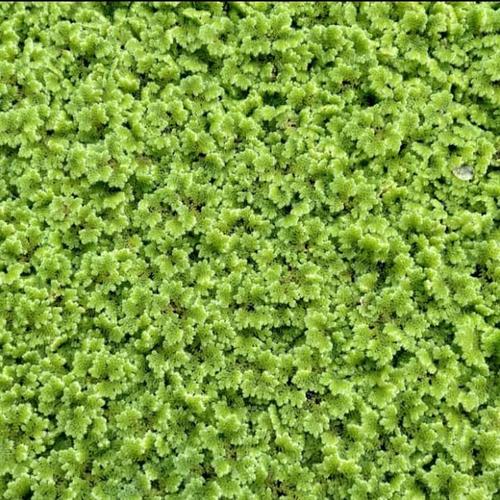 Jual Tanaman air azolla - Kota Batu - HIJAU_BIBITKU | Tokopedia