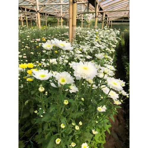 Jual Bunga Krisan Aster Potong Segar Putih, Fresh Cut Aster White ...