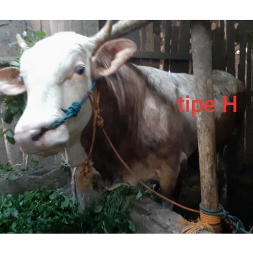 Jual Hewan Qurban Sapi Tipe H Bobot 376-400 Kg Gratis Ongkir ...