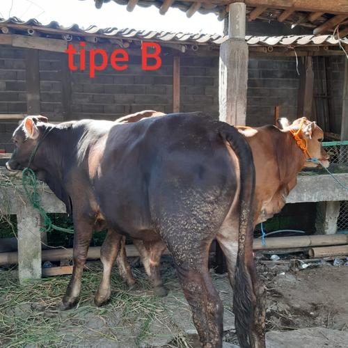 Jual Hewan Qurban Sapi Tipe B Bobot 200-250 Kg Gratis Ongkir ...