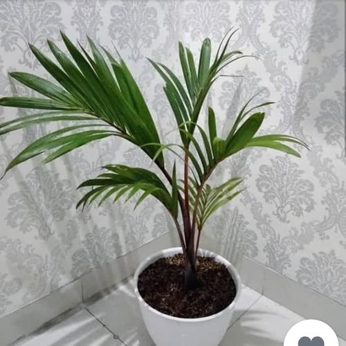 Jual tanaman palem botol mini + pot - Kota Tangerang - jihan landscape ...
