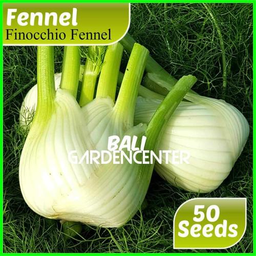 Jual Benih Biji Adas - Fennel - Kab. Badung - Bali Gardencenter | Tokopedia