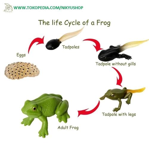 Jual Mainan Edukasi Siklus Hidup Life Cycle Metamorfosis Kodok Katak ...