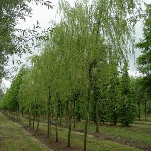 Jual Pohon Peneduh Janda Merana | Pohon liangliu - Kab. Bogor - Zaina ...