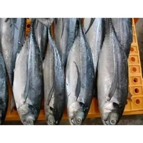 Jual Ikan tengkek frozen super kemasan per 1 kg - Jakarta Barat ...