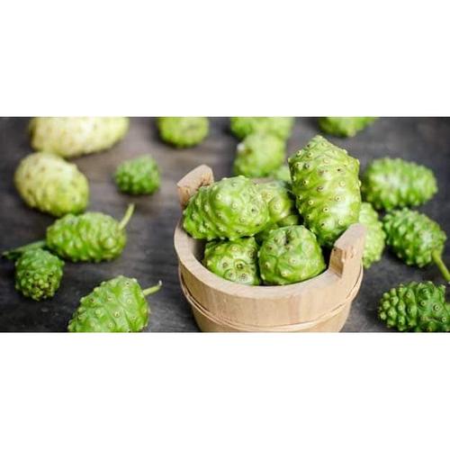 Jual Buah Mengkudu / Buah Pace / Buah Noni Segar - Non Pestisida - Kota ...