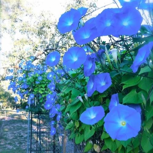 Promo Tanaman Hias Rambat - Morning Glory Heavenly Blue - Ipomea Blue ...