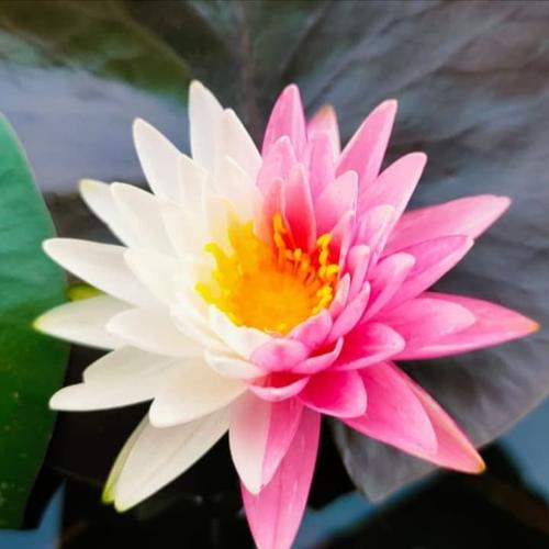 Promo Tanaman Hias Air Aquascape - Bibit Bunga Teratai White Seven ...