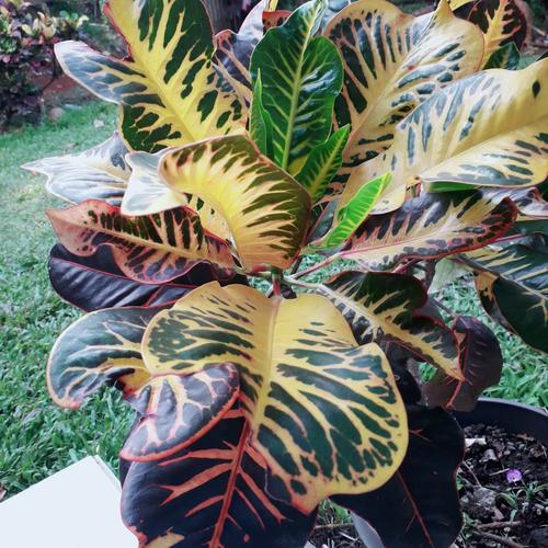 Jual tanaman hias puring bali tinggi 50_60cm/pohon puring bali - Kab ...