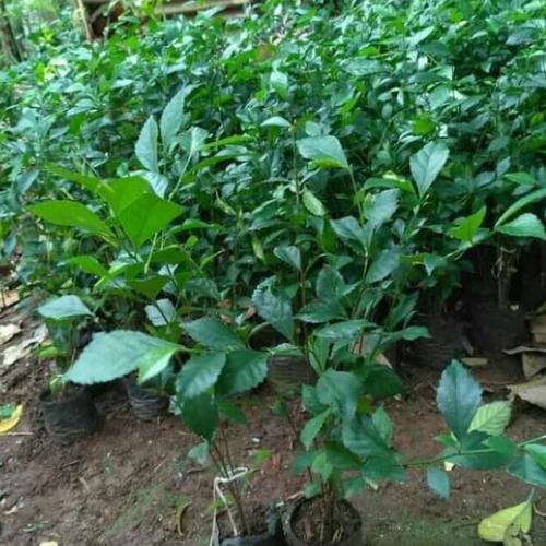 Jual Pohon teh-tehan/pohon pagar - Kota Depok - Mpim Taman Hias | Tokopedia