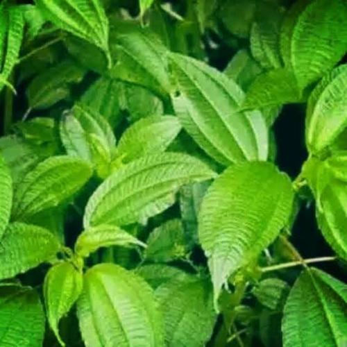 Jual daun popohan 1 ikat - Kota Depok - sayur segar sahabat | Tokopedia