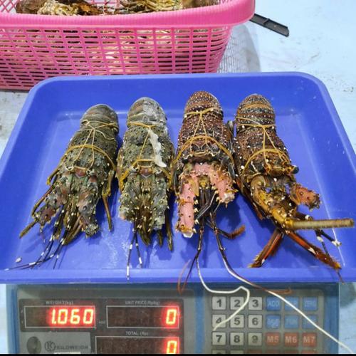 Jual Lobster frozen 1kg isi 4 - Jakarta Barat - Sumber Herbal Ind ...