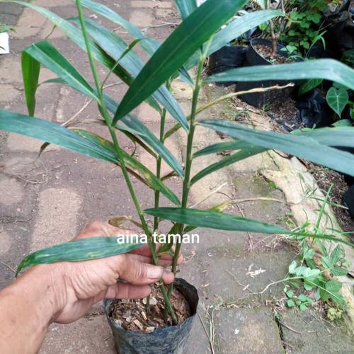 Jual JAHE MERAH-tanaman herbal toga jahe merah AT - Kota Depok - Irfan ...
