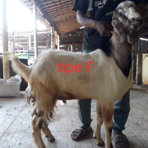 Jual Hewan Qurban Kambing Domba Tipe F Gratis Ongkir Jabodetabek Murah - JABODETABEK - Kab ...