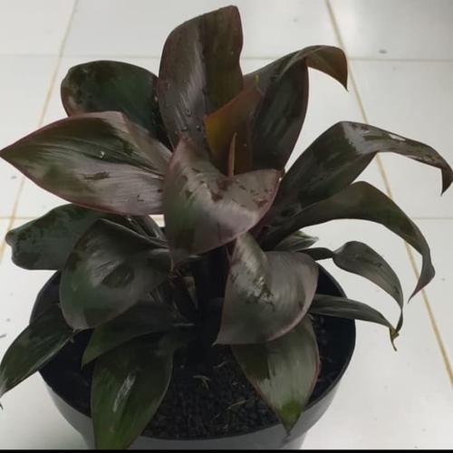 Jual Tanaman hias hanjuang mini / tanaman hanjuang mini - Kota Depok ...