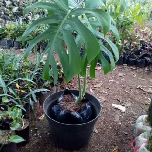 Jual tanaman hias monstera deliciosa giant - monstera daun besar ...