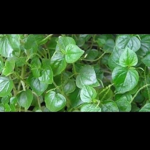 Jual Daun SURUHAN SIMPLISIA - segar 50 gram - Kota Bogor - jaya ...