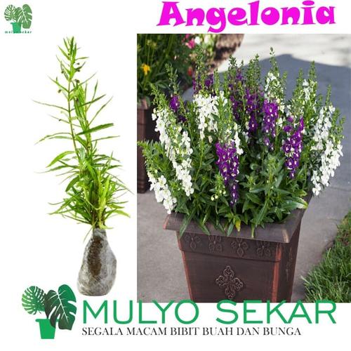 Promo Tanaman Bunga Lavender / Angelonia Berbunga - Putih - Kota Batu ...