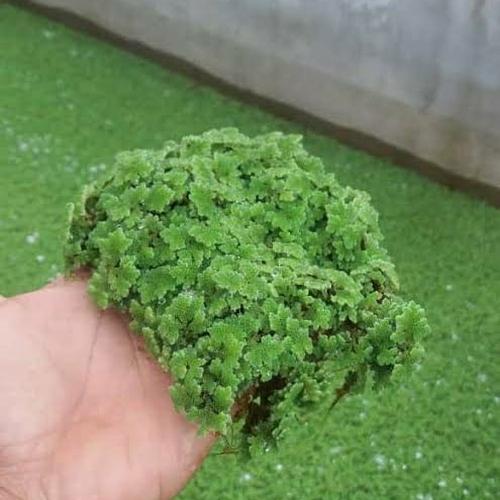 Jual bibit azolla microphylla 100 gram pakan alternatif ikan dan unggas ...