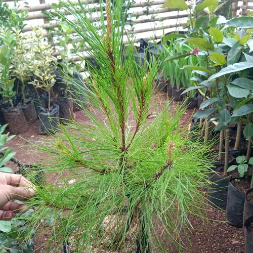 Jual TANAMAN HIAS CEMARA PINUS - pohon pinus - Kab. Bogor - jual ...