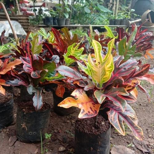 Jual Tanaman hias Puring Z - puring zet - Kab. Bogor ...