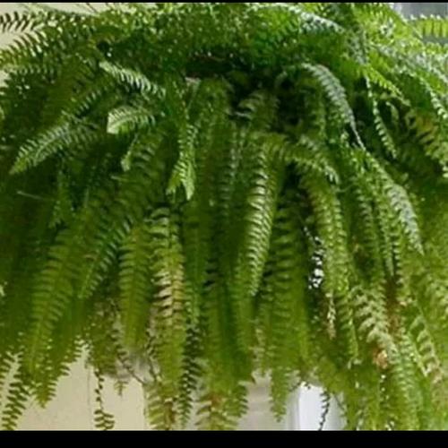 Jual Ready tanama hias pakis boston dan pakis kelabang - Jakarta Pusat ...