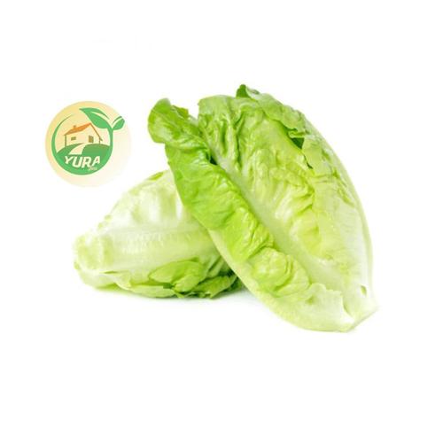 Jual BABY ROMAIN ORGANIK 100% - Sayur Segar Organik - Kota Surabaya ...