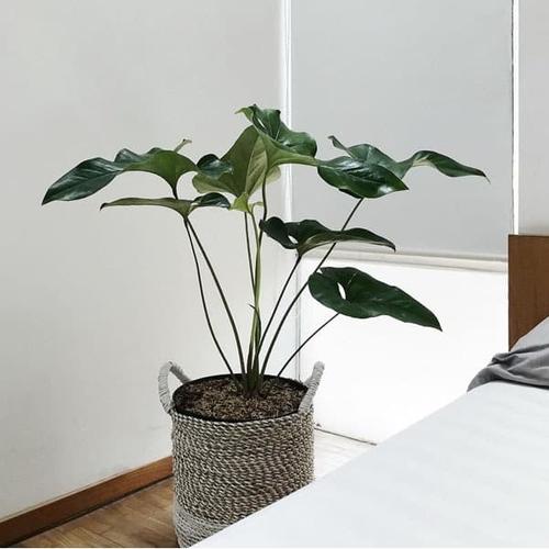 Jual TANAMAN HIAS INDOOR UNIK & LANGKA Anthurium corong - Kab. Bandung ...