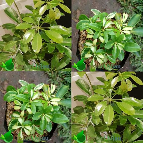 Jual Tanaman Hias Walisongo Hijau & Walisongo Variegata /Paket Tanaman ...