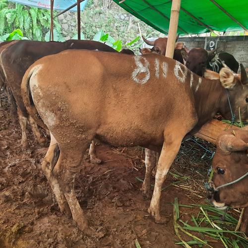 Jual Sapi Murah 15jt / Sapi Bali / Sapi Qurban - Kota Depok - SanTri Bahagia Qurban | Tokopedia