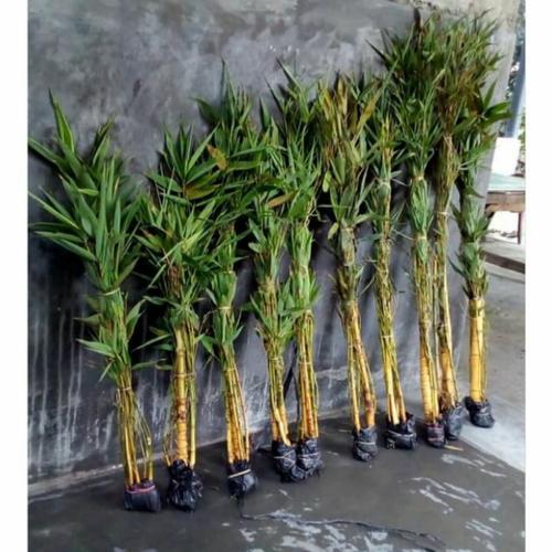 Jual tanaman hias bambu kuning - Kota Depok - taman hias zahra | Tokopedia