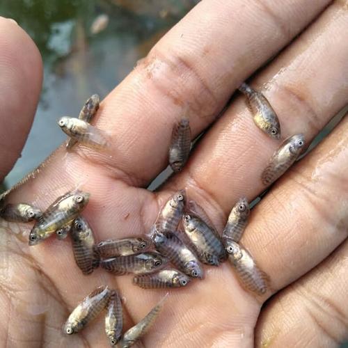 Jual ikan gurame ukuran kuaci - Kota Depok - ikan-depok | Tokopedia