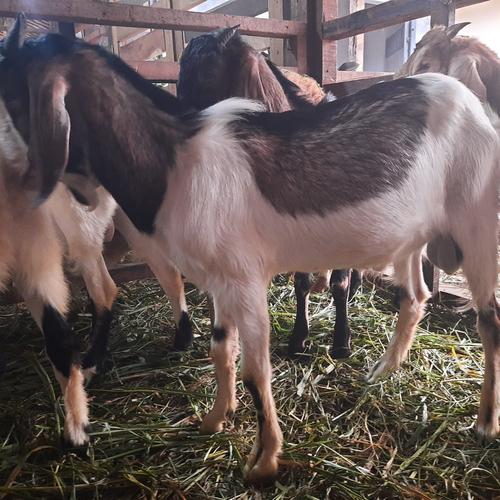 Jual Kambing Murah / Kambing Qurban - Kota Depok - SanTri Bahagia Qurban | Tokopedia