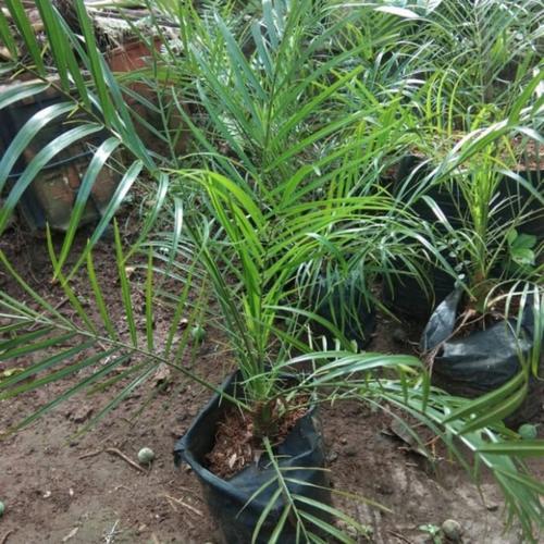 Jual Pohon Palm Phoenix - Tanaman Hias Palem Phonik - Kab. Bogor - Dita ...
