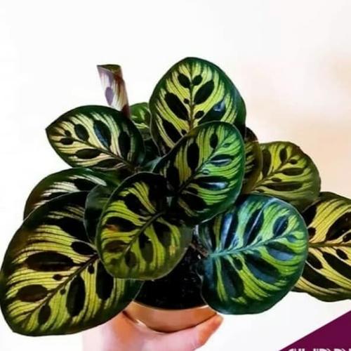 Jual pohon calathea makoyana - Kab. Bogor - .... . TUTUP .... | Tokopedia