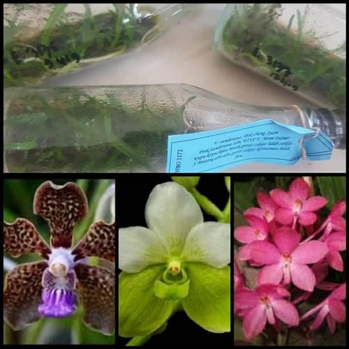 Jual bibit anggrek vanda dalam botol warna mix - Kota Batu ...