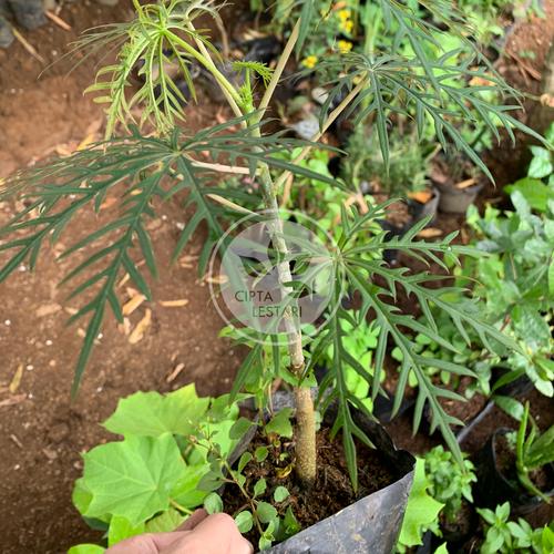 Jual Bibit Tanaman Yodium - Pohon Betadine Jarak Tintir Jafora ...