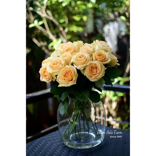 Jual Fresh Peach Roses, Bunga Mawar Peach Potong Segar Semi Holland ...