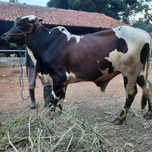 Jual Sapi Qurban 450 kg / Sapi Jawa Murah / Sapi Qurban - Kota Depok ...