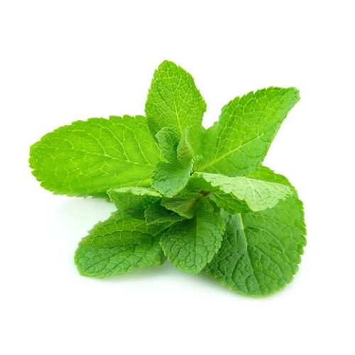 Jual Tanaman Obat Daun mint Menthol (Mentha Arvensis) - Kota Bekasi ...