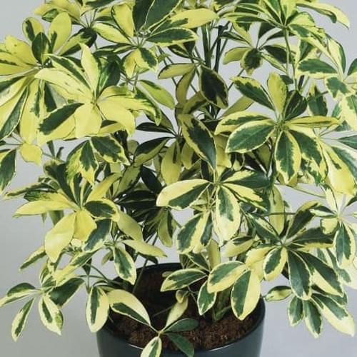 Jual tanaman hias walisongo varigata - Schefflera arboricola - Kab ...