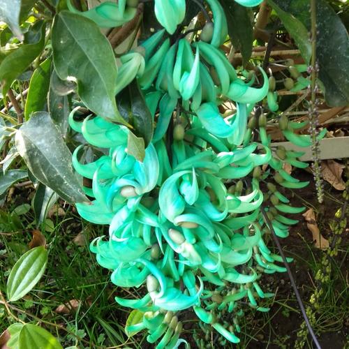 Jual Tanaman Hias Flame Of Irian Biru/Green Jade - Kota Batu ...