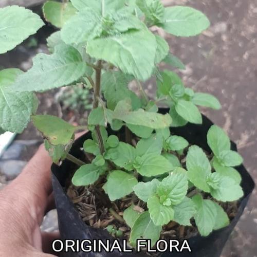 Jual Bibit Cincau Hitam Daun Cincau Hitam Pohon Cincau Hitam - Kota ...