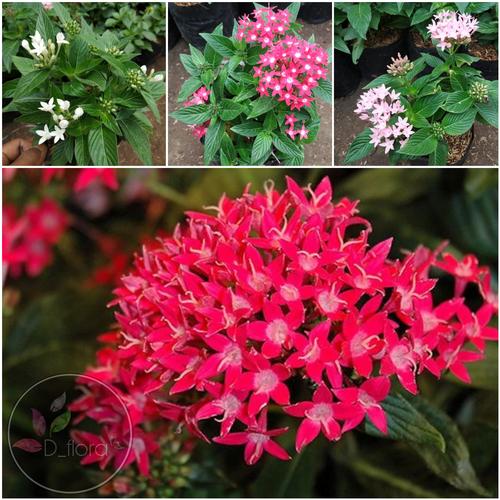 Jual Paket 4 warna bunga Pentas - Bisa pilih Warna - Kab. Cianjur ...