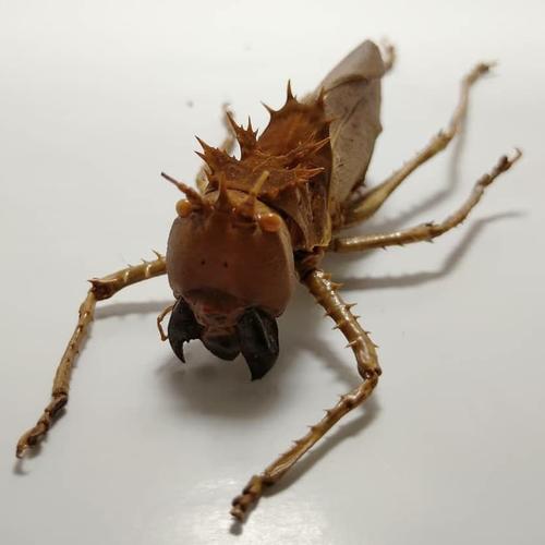 Jual AWETAN SERANGGA UNIK INDONESIA DRAGON HEADED KATYDID - Jakarta ...
