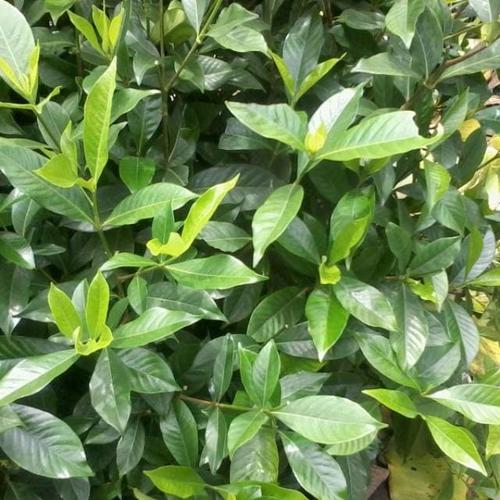 Jual Daun kaca piring segar - Tidak mengandung pestisida - Kab ...