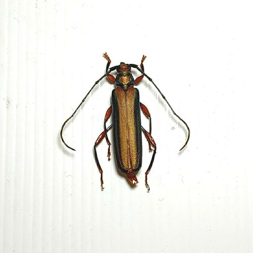 Jual AWETAN SERANGGA UNIK INDONESIA KUMBANG X. FESTIVA - BUKA SAYAP ...