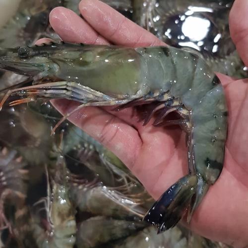 Jual udang tiger prawn uk 20 pcs/kg (lebih kurang) - 500 gram - Jakarta ...