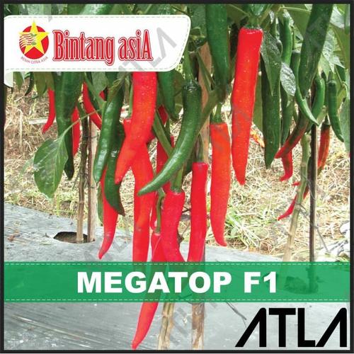 Jual Benih Cabai Besar Megatop F1 Biji Cabe Bibit Tanaman Bintang Asia ...