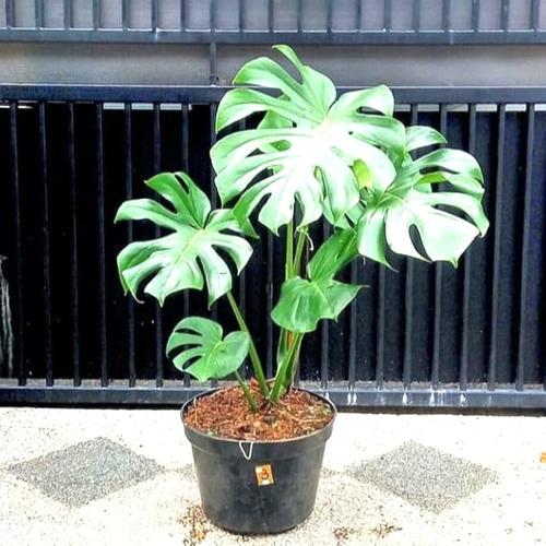 Jual Monstera king | tanaman hias Monstera king Giant | Monstera besar ...